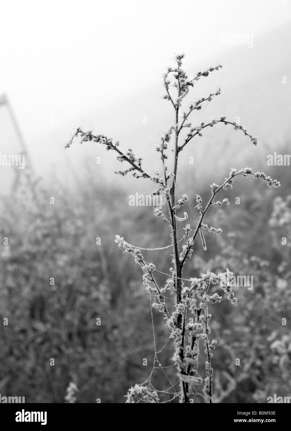 Leaf with web hi-res stock photography and images - Alamy