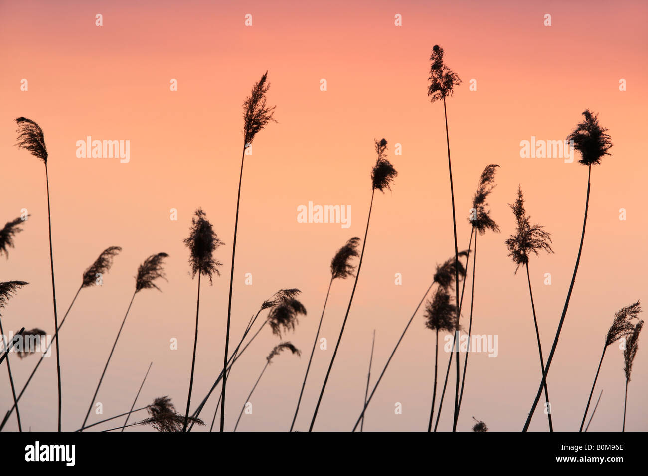 panicle reed at dusk Stock Photo - Alamy