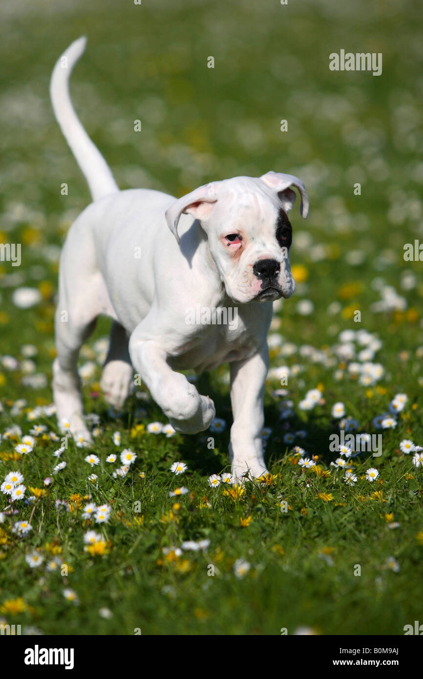 White German Boxer puppy 10 weeks Stock Photo - Alamy