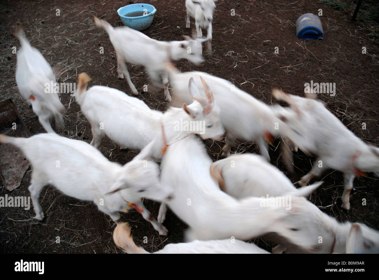 Dairy milking of goats hi-res stock photography and images - Alamy