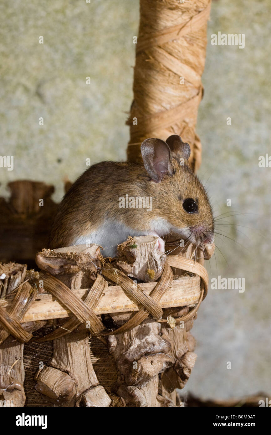 Field mouse sitting on edge of basket Stock Photo - Alamy