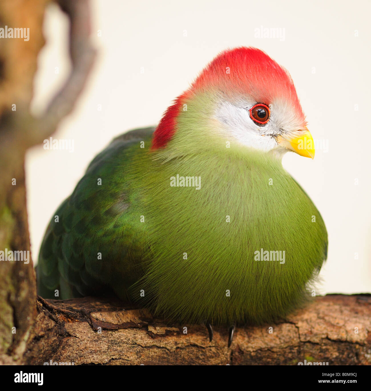 Red Crested Turaco at London Zoo (EDITORIAL USE ONLY Stock Photo - Alamy