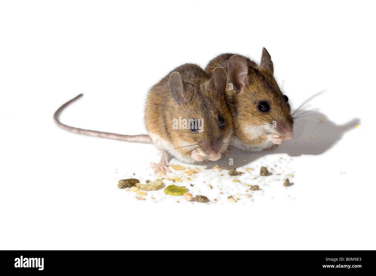 Wood mice hi-res stock photography and images - Alamy