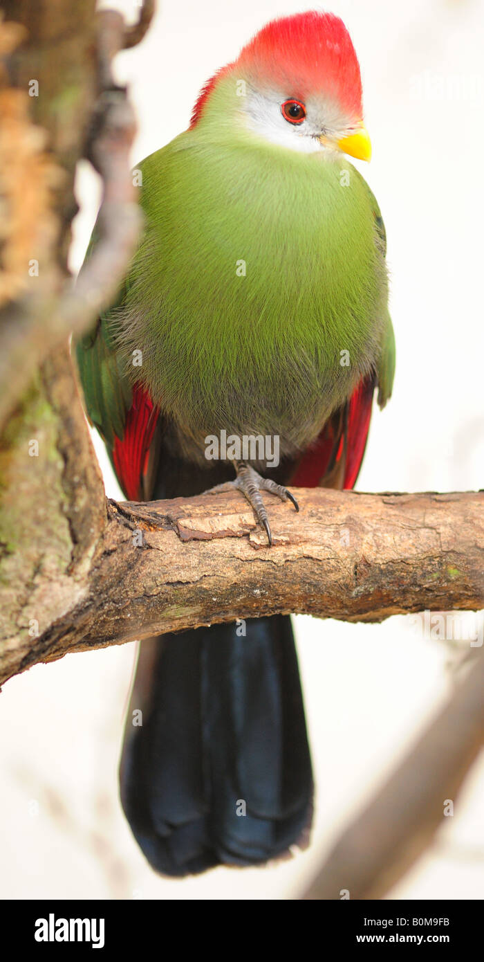 Red Crested Turaco at London Zoo (EDITORIAL USE ONLY Stock Photo - Alamy