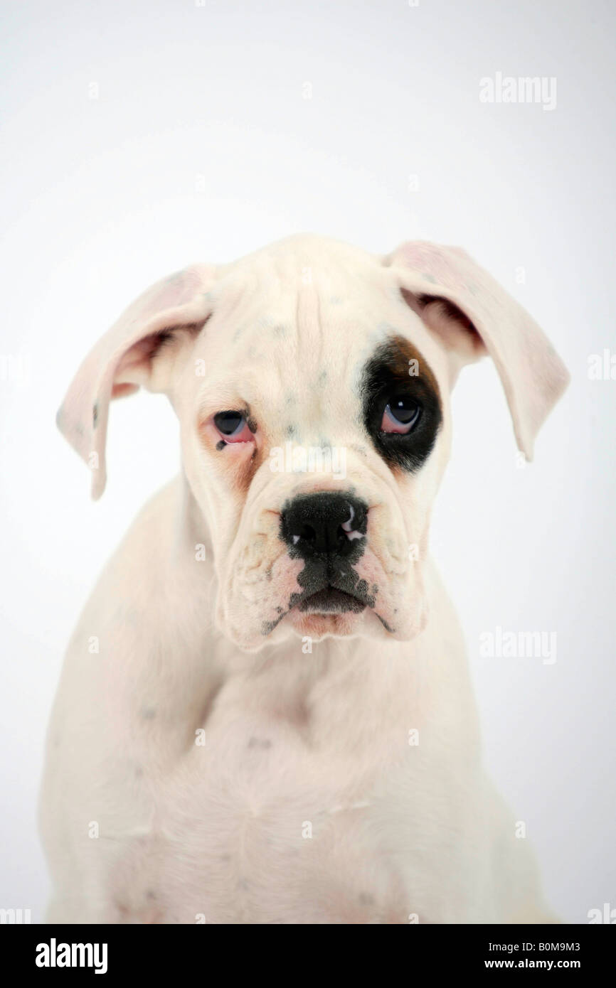 White German Boxer puppy 10 weeks Stock Photo - Alamy