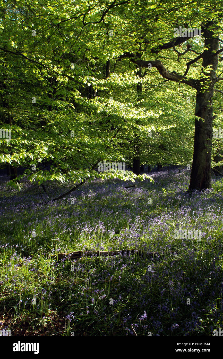 English woodland scene hi-res stock photography and images - Alamy