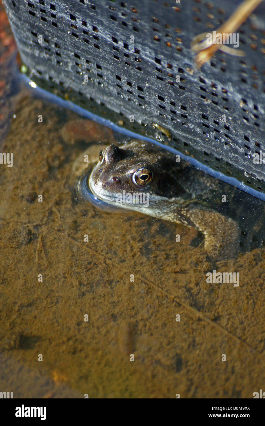 FROG HIDING UNDER A FLOWER BASKET IN WATER Stock Photo - Alamy