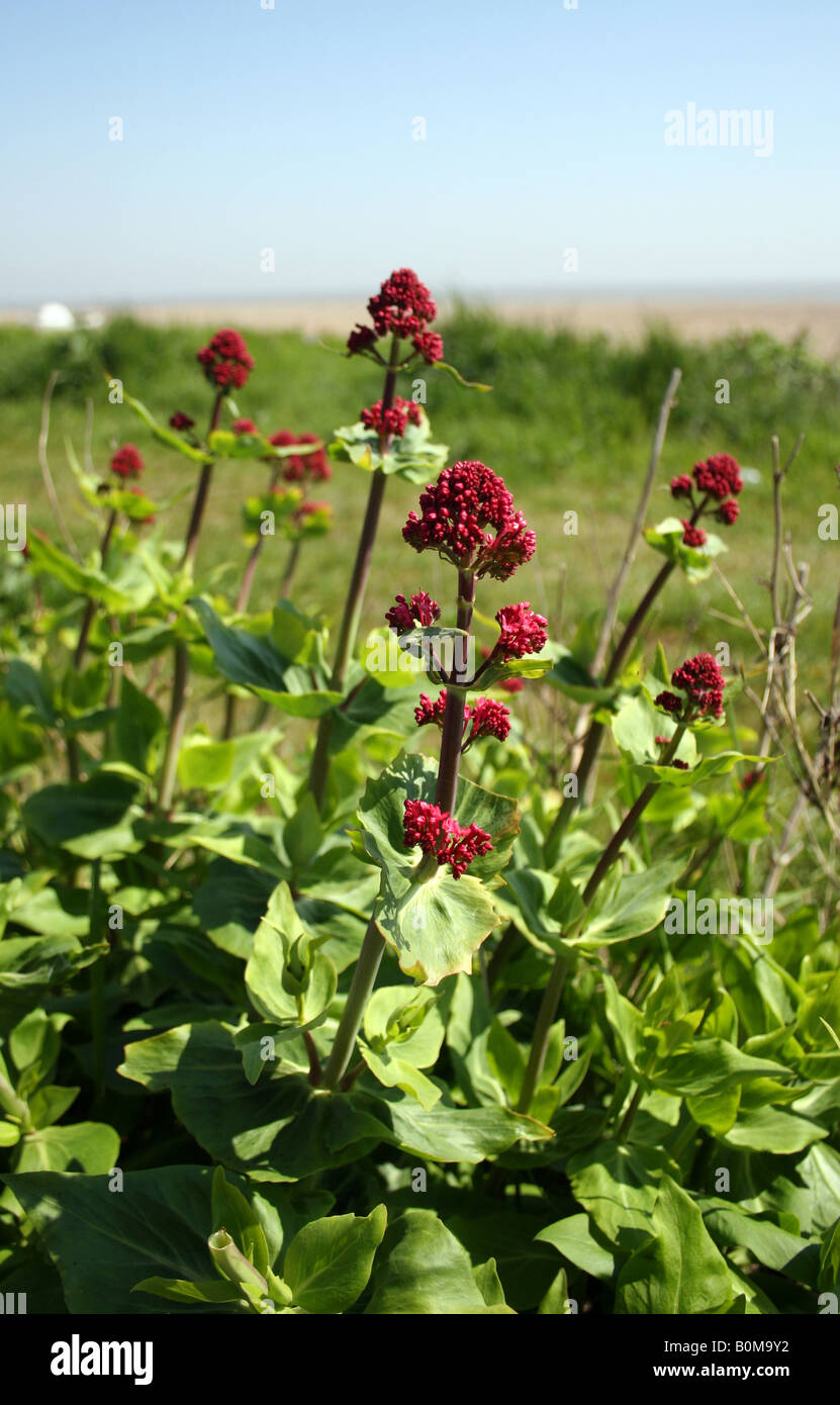 Valerian growing wild hi-res stock photography and images - Alamy