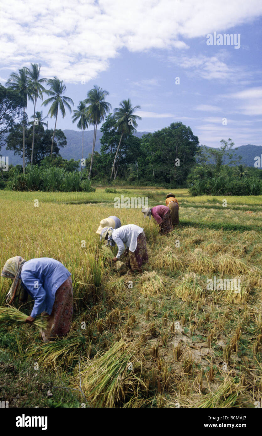 Harvesting or rice crop. Women in line bending.Hats. Cutting rice ...