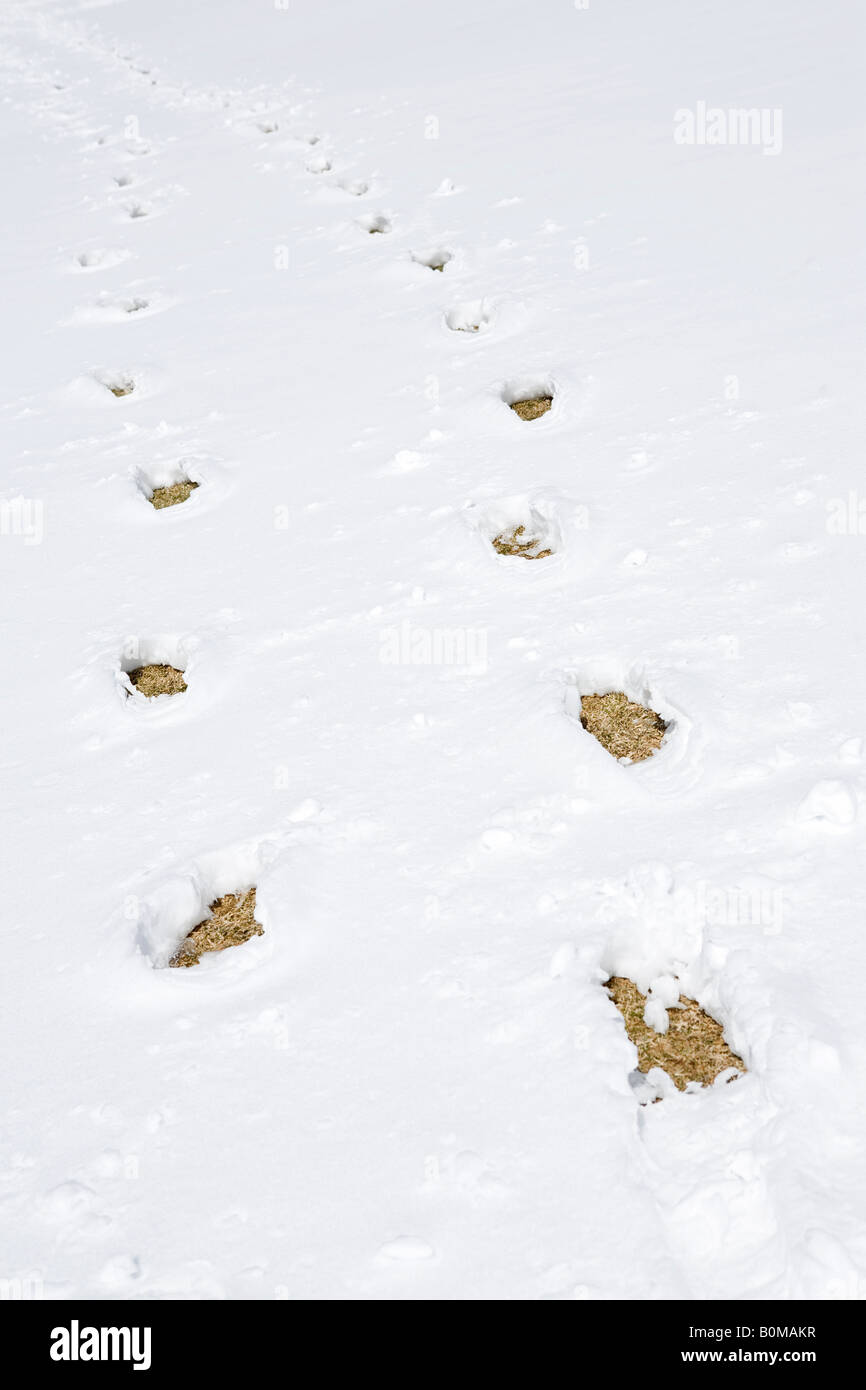 foot prints in the snow Stock Photo - Alamy