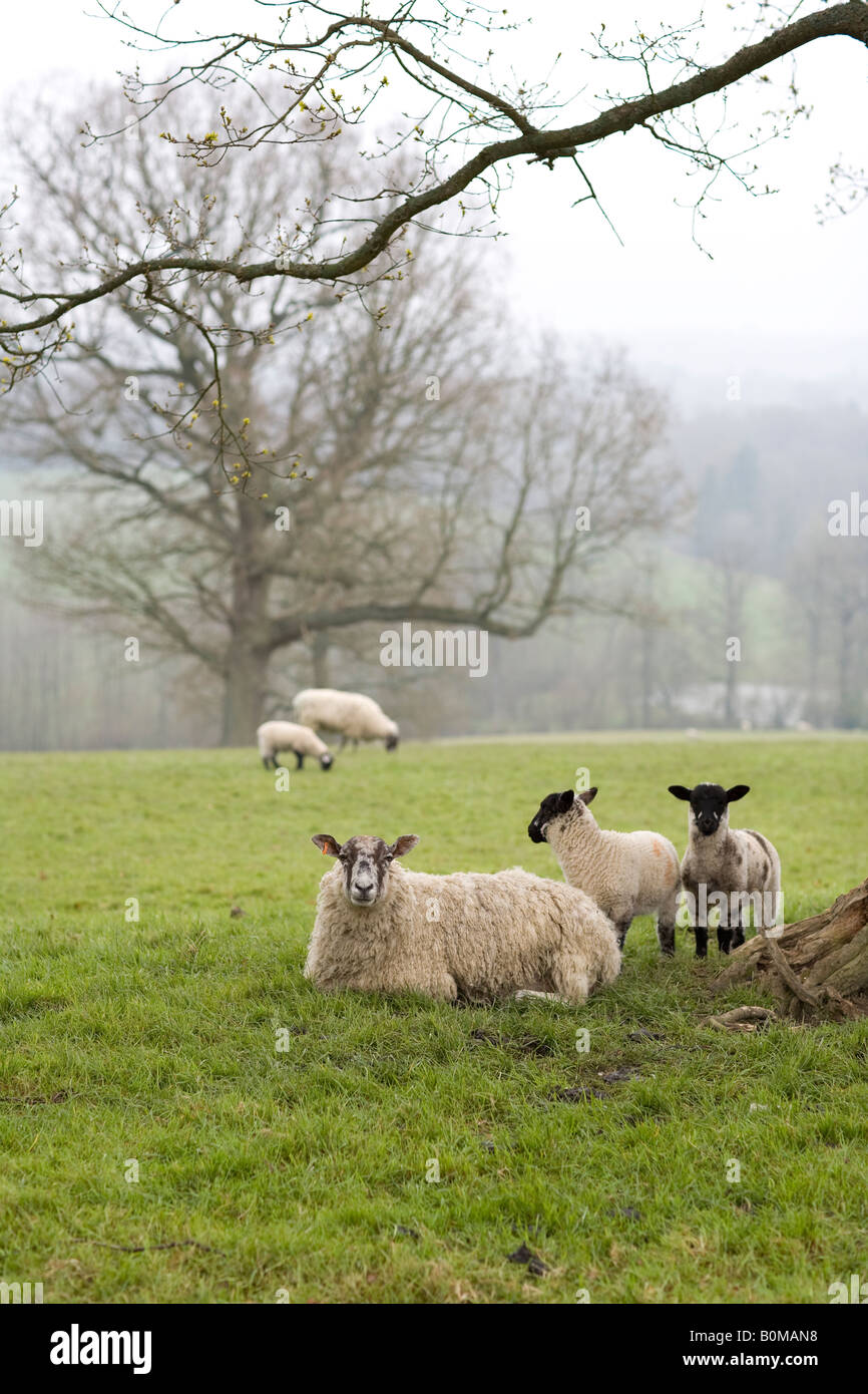 Sheep with lambs Stock Photo - Alamy