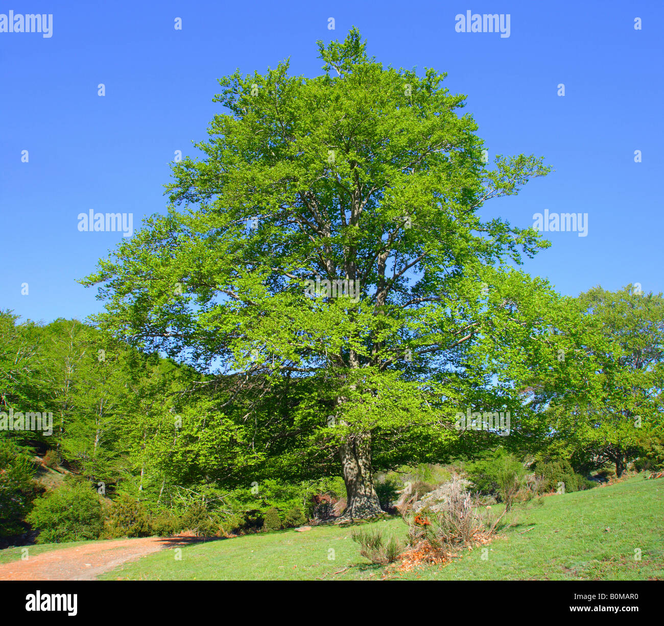 Beech Tree (Fagus sylvatica) sprouting in Spring. Whole Tree Stock ...