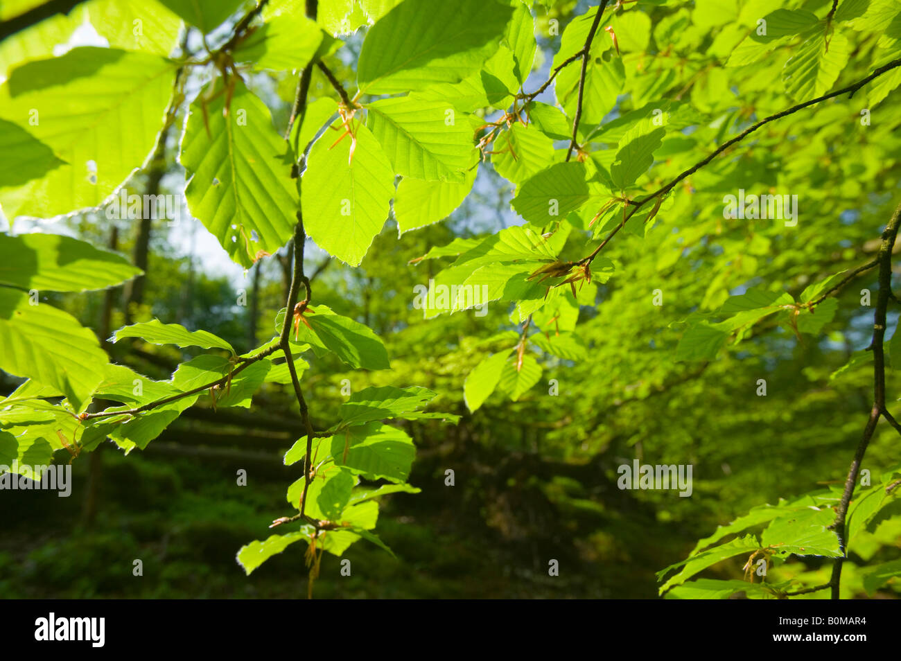 Beech leaves in spring woodland Ambleside Cumbria UK Stock Photo - Alamy