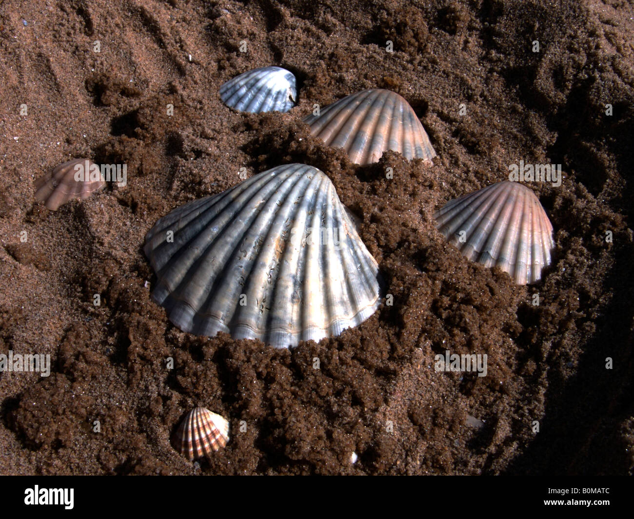 Seaside shell hi-res stock photography and images - Alamy