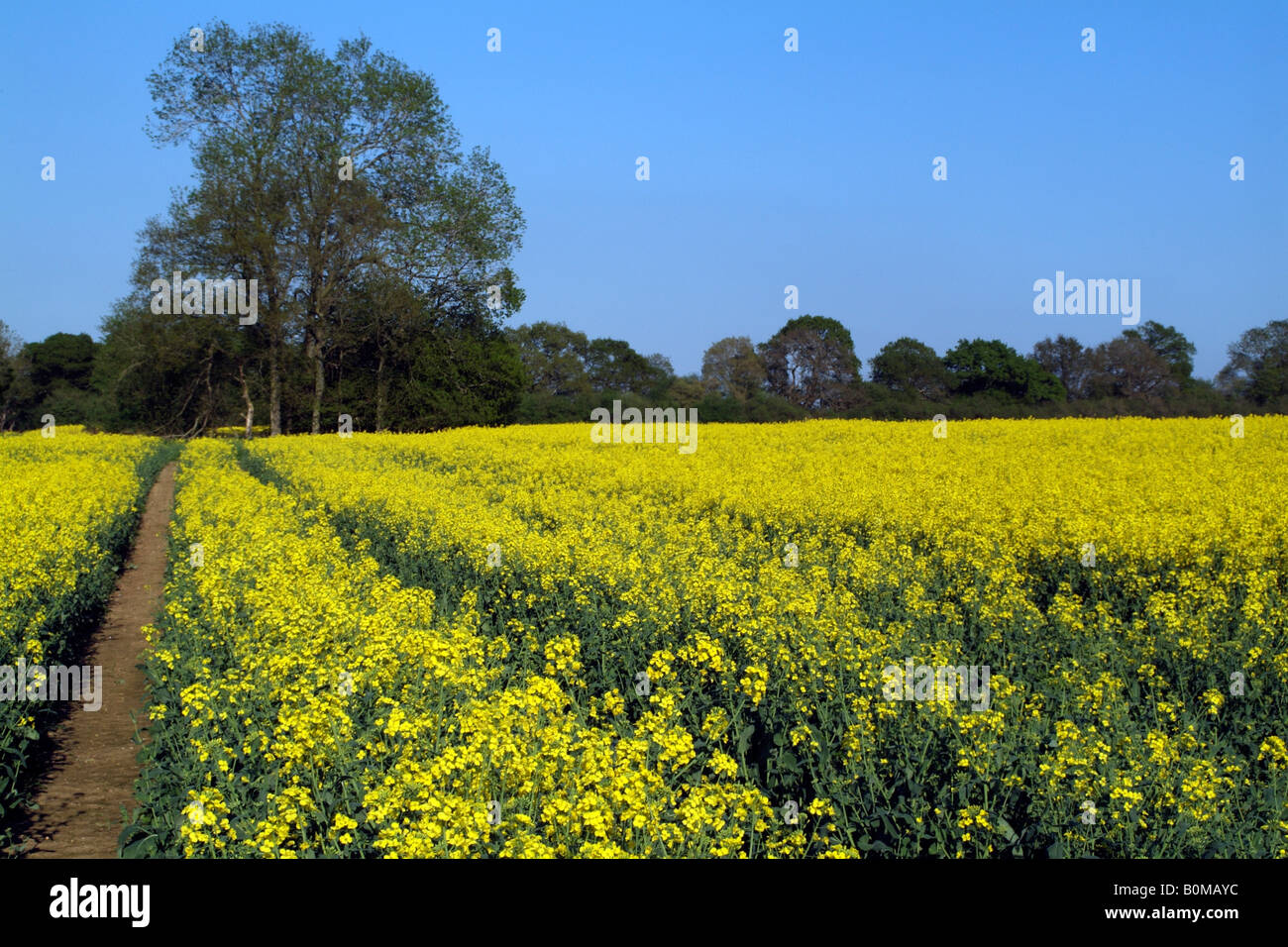 Oilseed rape rapeseed crop in flower on an English farm hampshire ...