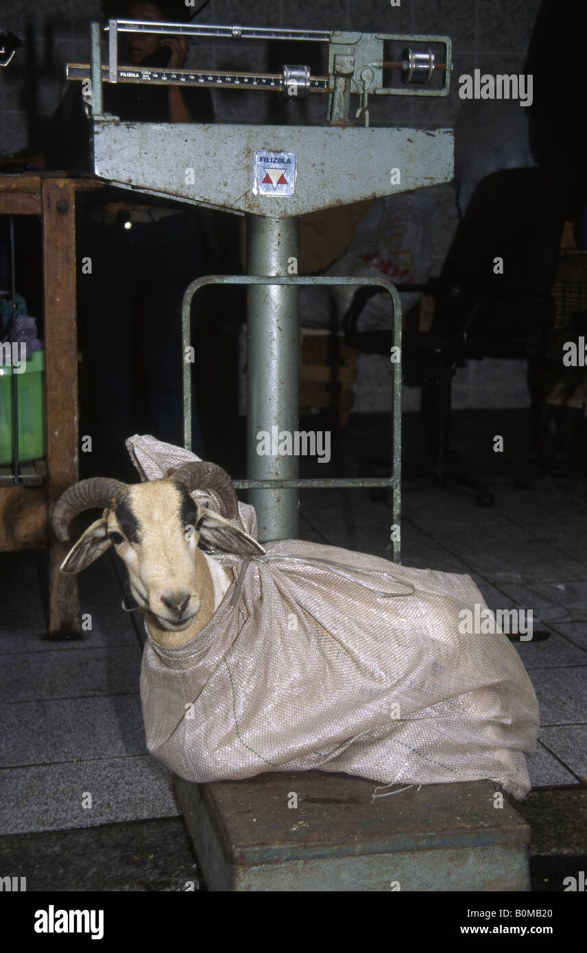 Mercardo market. Goat wrapped in cloth bag. Seated on weighing scales ...