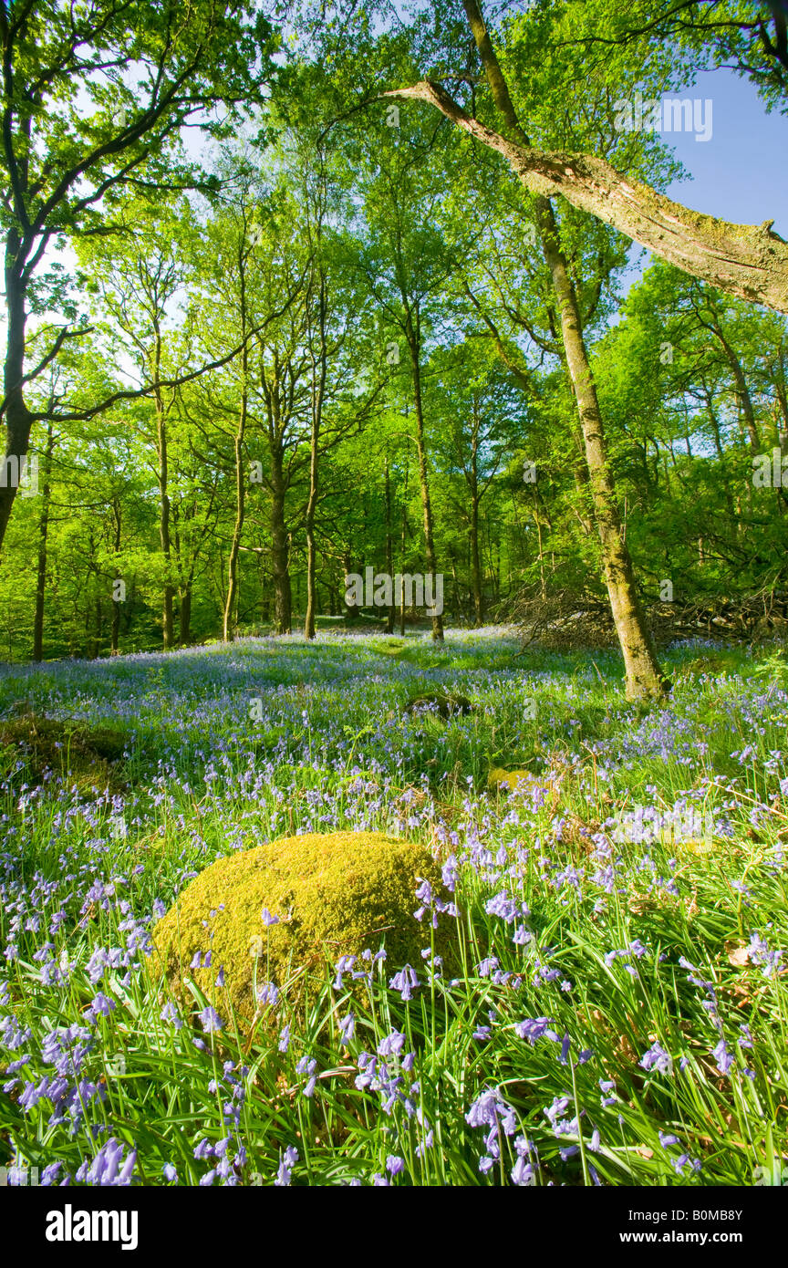 Bluebells in spring woodland ambleside hi-res stock photography and ...