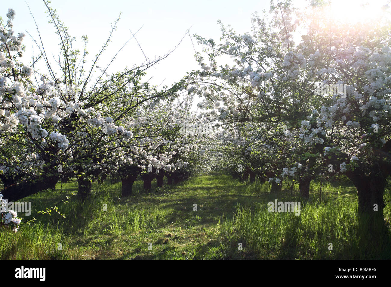 Grass Lane and Apple Trees in Bloom Stock Photo - Alamy