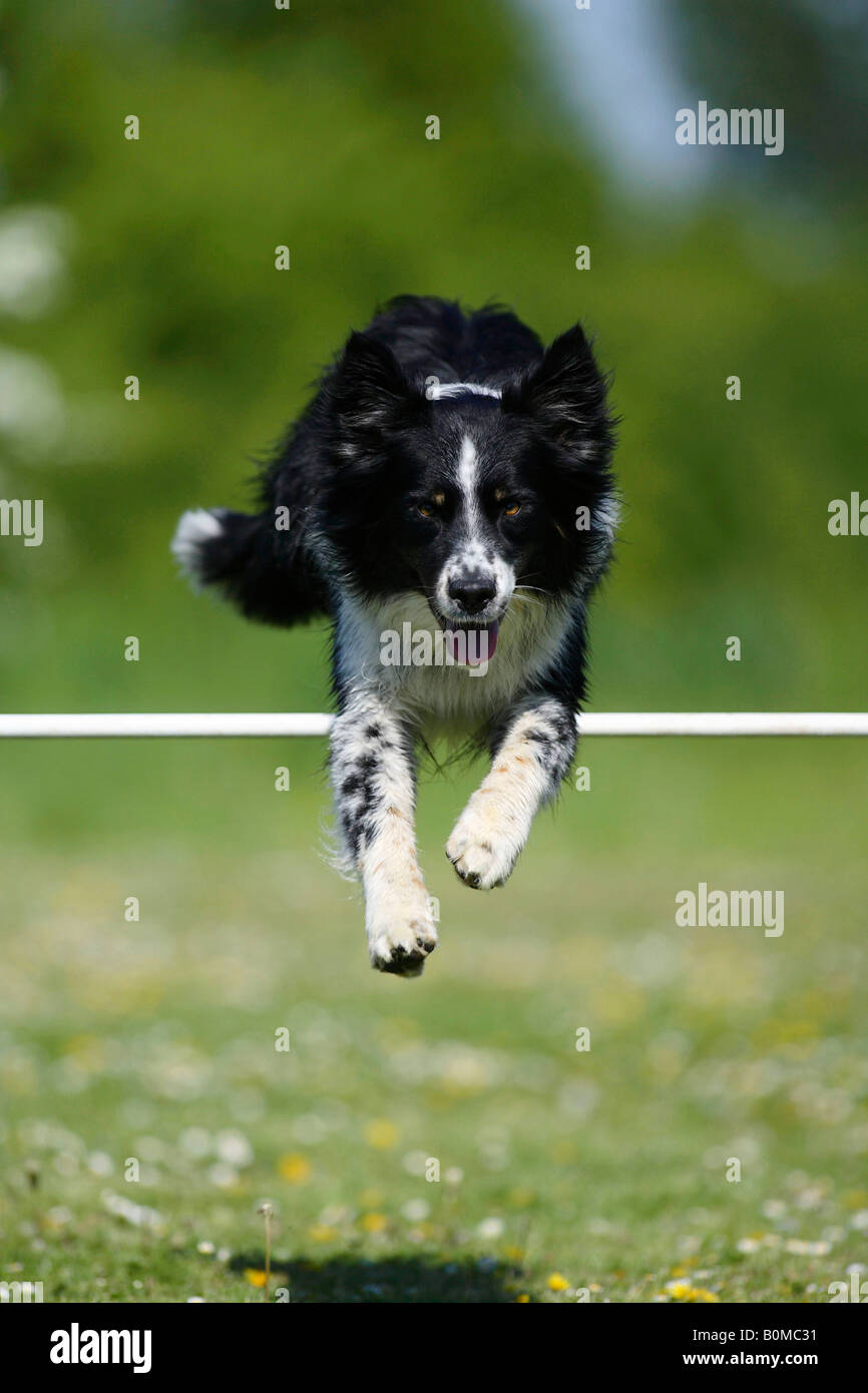 Australian Shepherd jumping over hurdle agility Stock Photo - Alamy