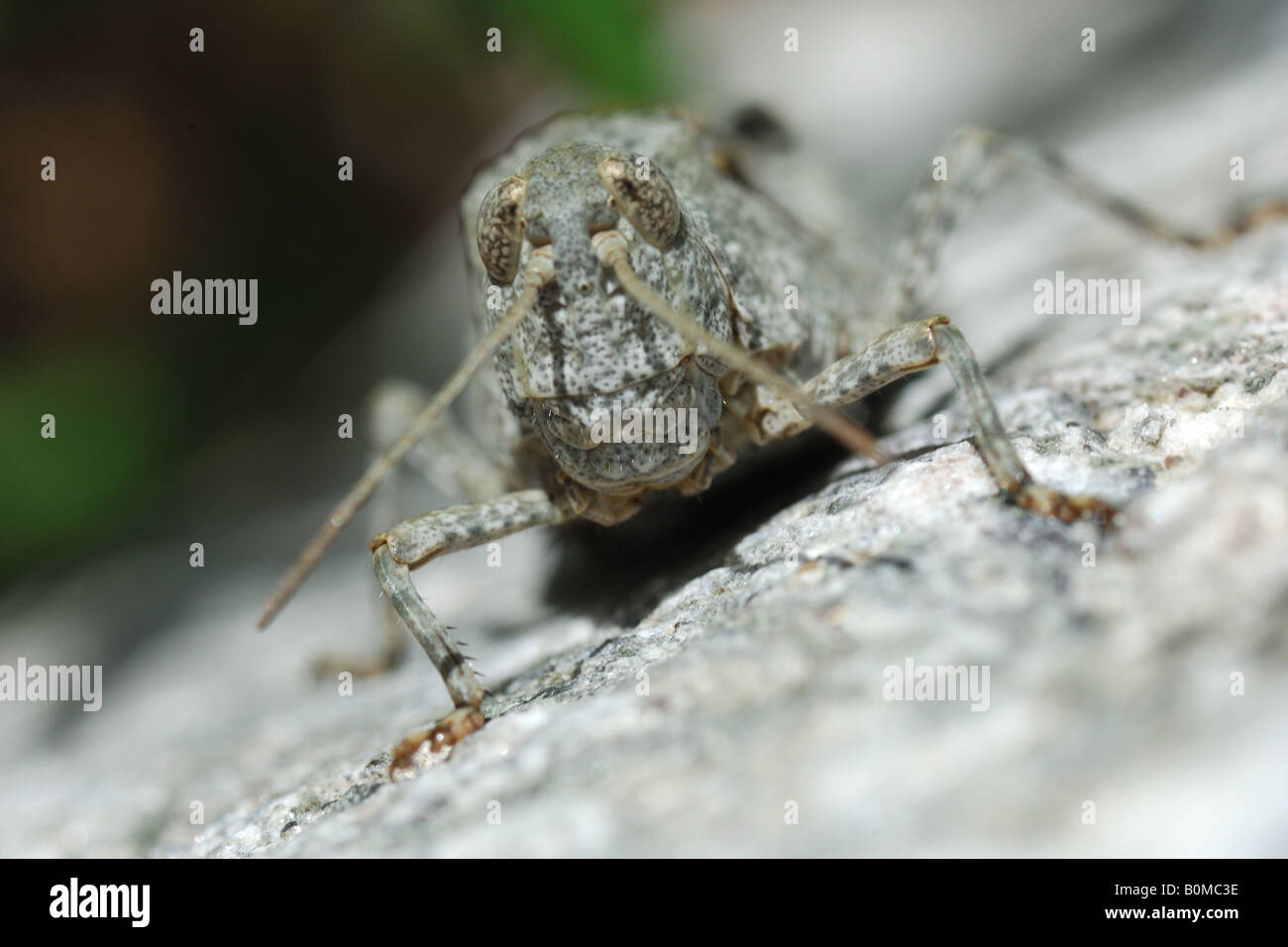cricket mimecry mountain insect ortoptera mimetismo ortotteri mountain ...