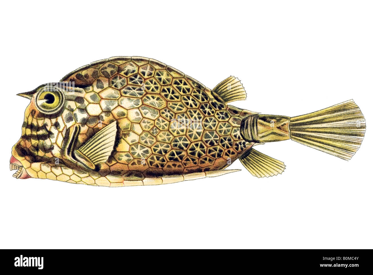 Ostraciontes Ostraciidae Knochenfische Name Ostracion quadricornis, art ...