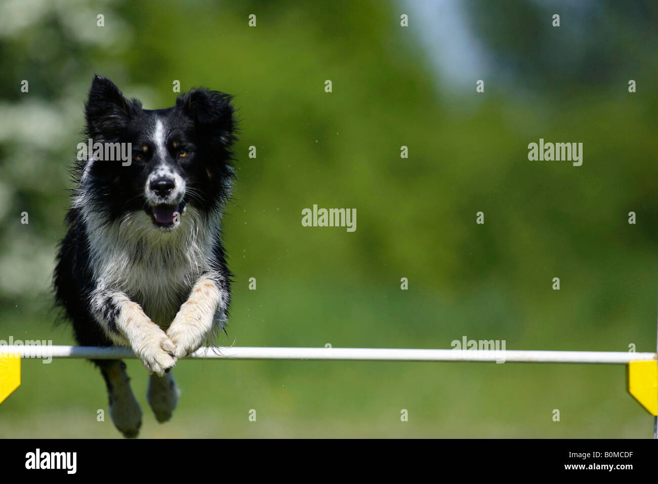 Australian Shepherd jumping over hurdle agility Stock Photo - Alamy