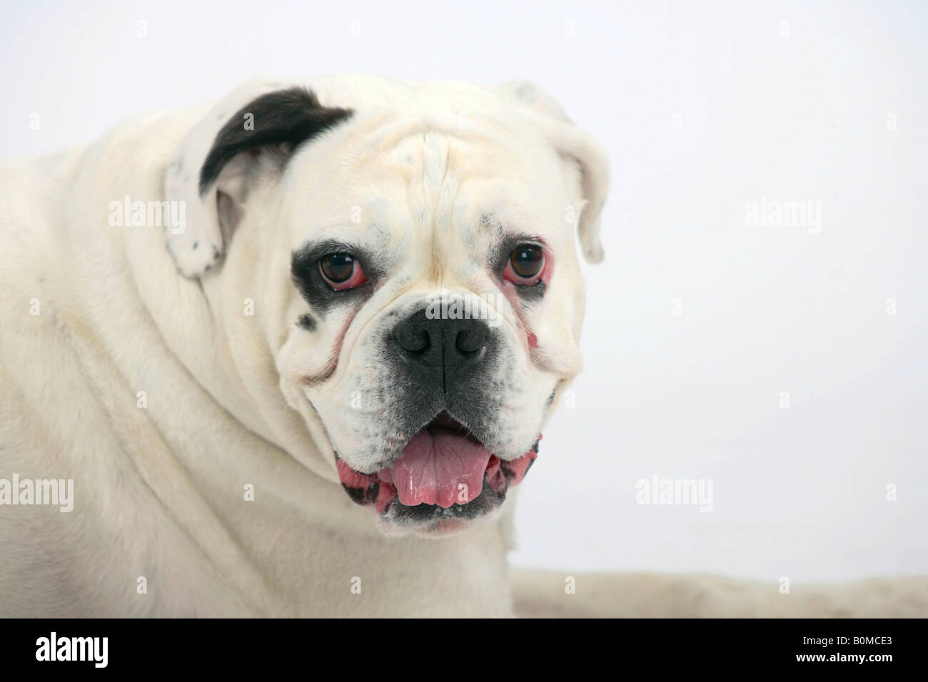 White German Boxer Stock Photo - Alamy