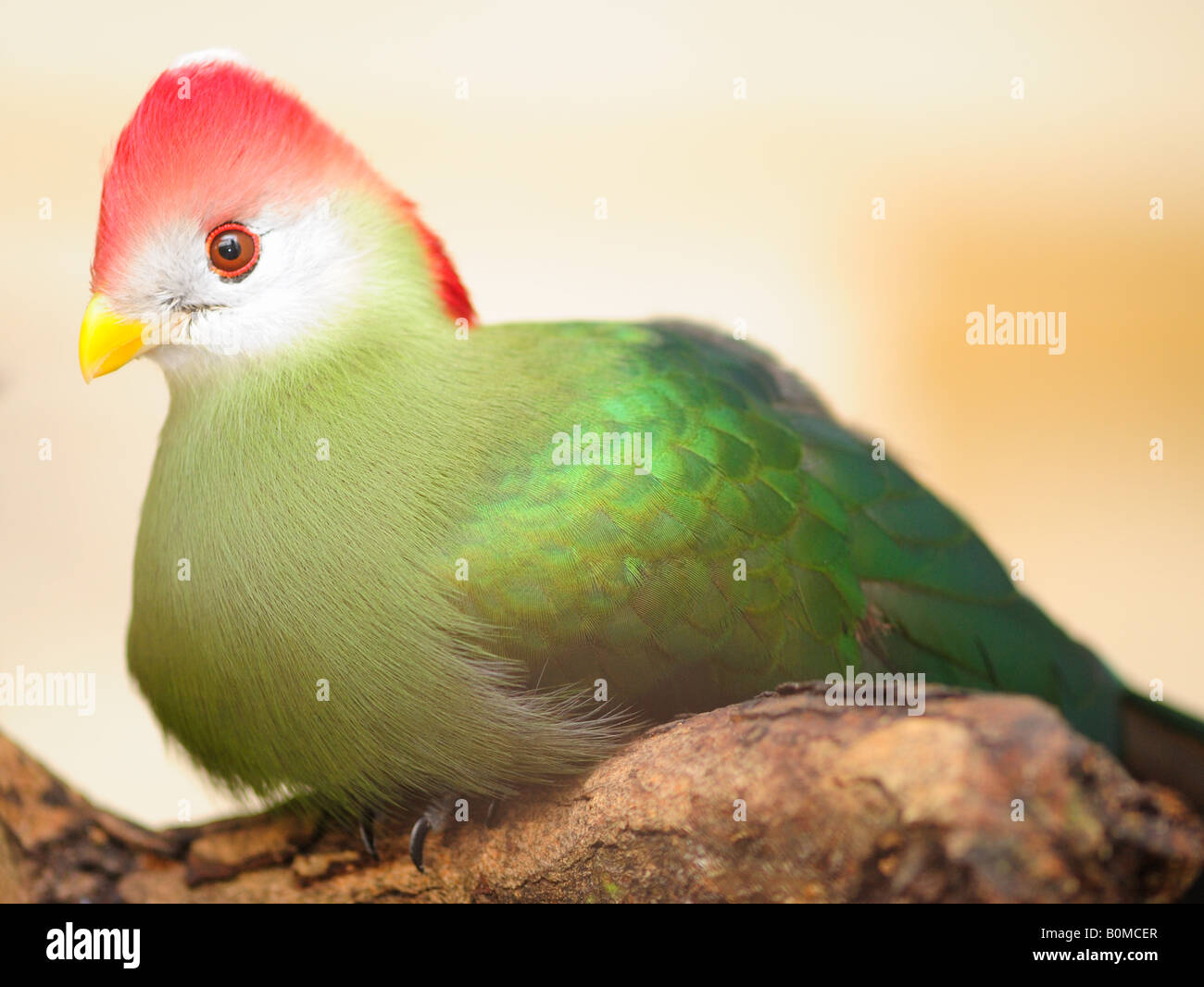 Red Crested Turaco at London Zoo (EDITORIAL USE ONLY Stock Photo - Alamy
