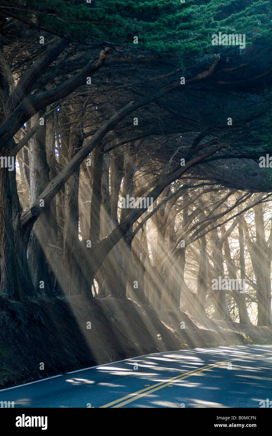 Mendocino county california usa tree hi-res stock photography and ...