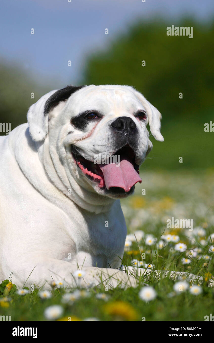 White German Boxer Stock Photo - Alamy