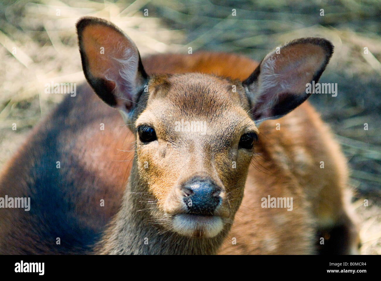 Silka deer hi-res stock photography and images - Alamy