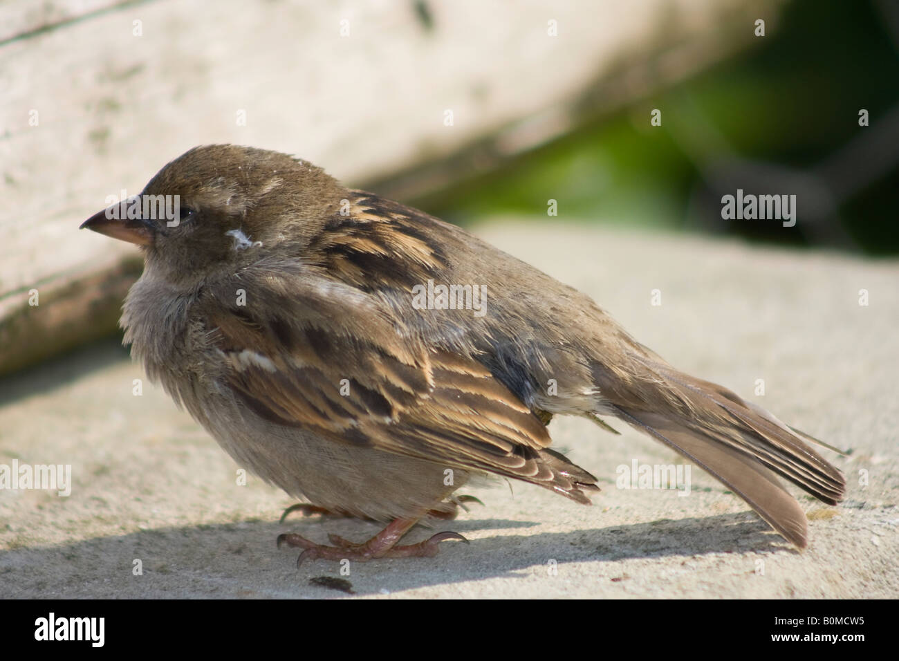 Newly fledged sparrow hi-res stock photography and images - Alamy