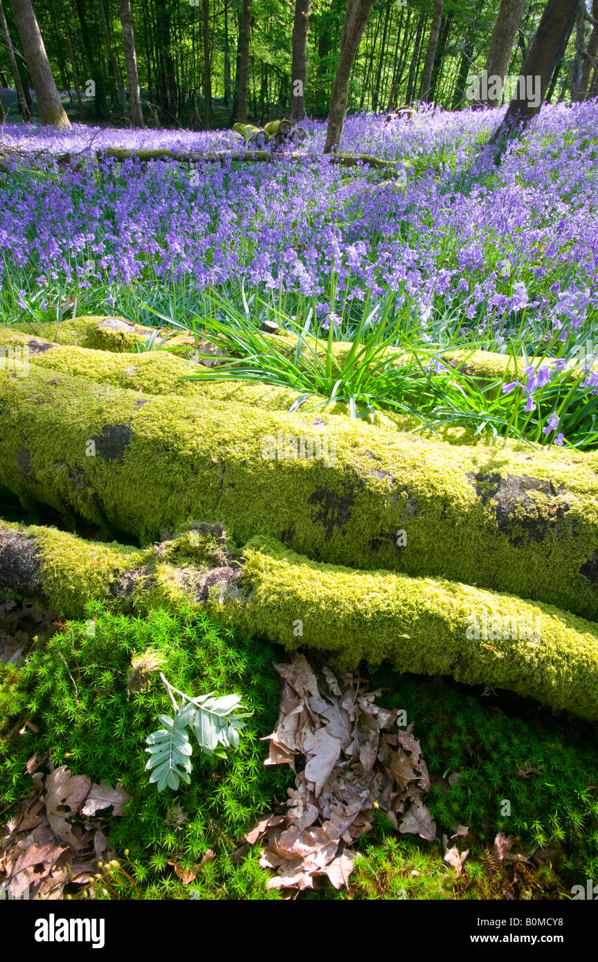 Cumbria woodland management hi-res stock photography and images - Alamy