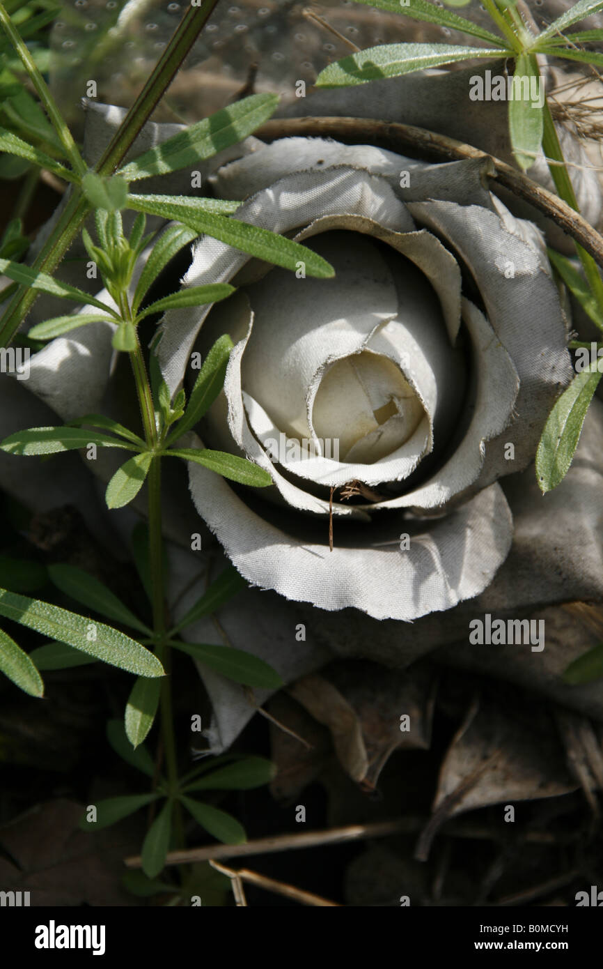one old dirty plastic rose in undergrowth Stock Photo - Alamy