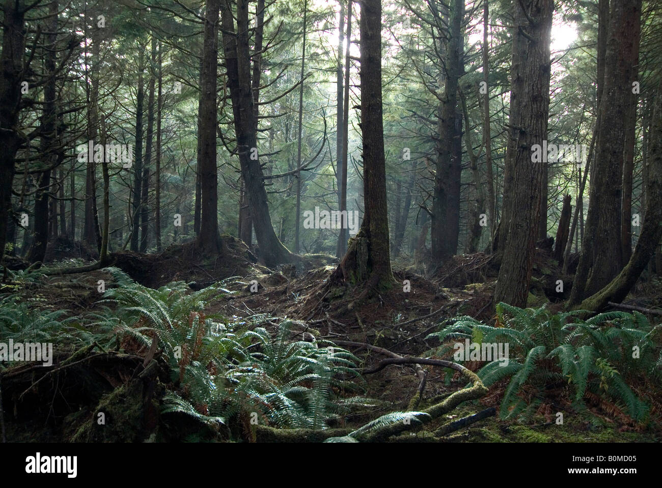 From path to Second Beach, Olympic National Park, Washington, USA ...