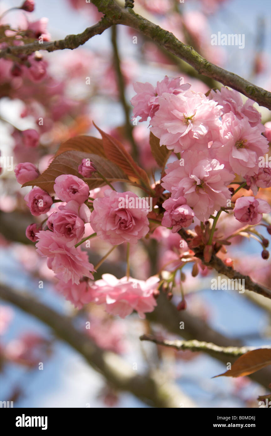 PINK FLOWERING CHERRY BLOSSOM IN APRIL Stock Photo - Alamy