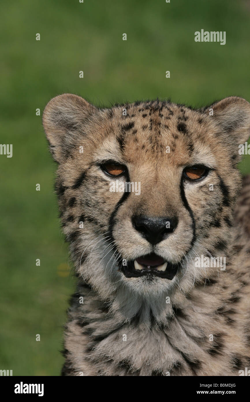 Cheetah Acinonyx jubatus Stock Photo - Alamy