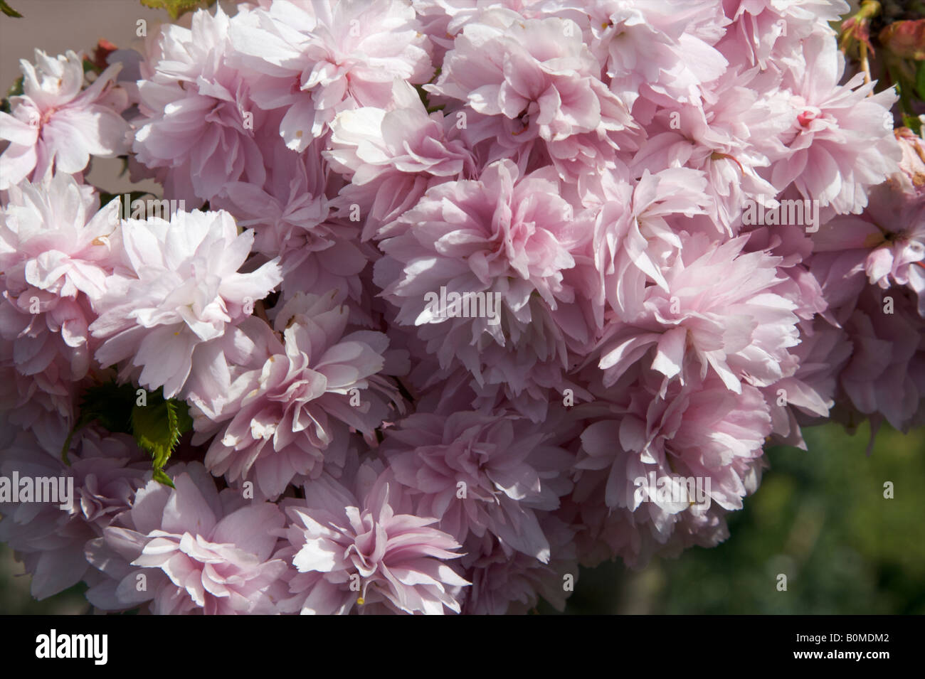 PINK VICTORIA DOMESTICA PLUM BLOSSOM IN SPRING Stock Photo - Alamy