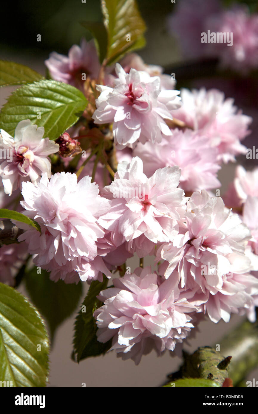 PINK VICTORIA DOMESTICA PLUM BLOSSOM IN SPRING Stock Photo - Alamy