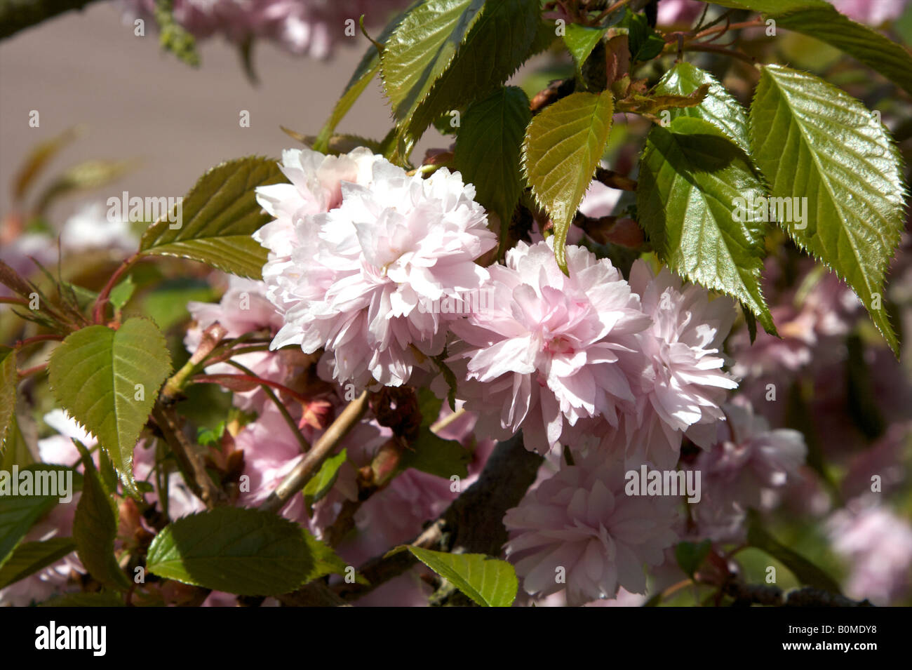 PINK VICTORIA DOMESTICA PLUM BLOSSOM IN SPRING Stock Photo - Alamy