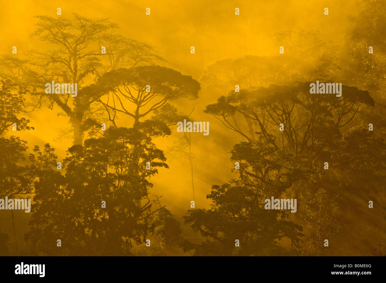 COSTA RICA Morning Sun rays filtering through early morning light in ...