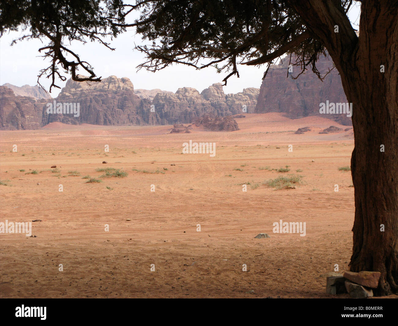 Tree in the Wadi Rum desert, Jordan Stock Photo - Alamy