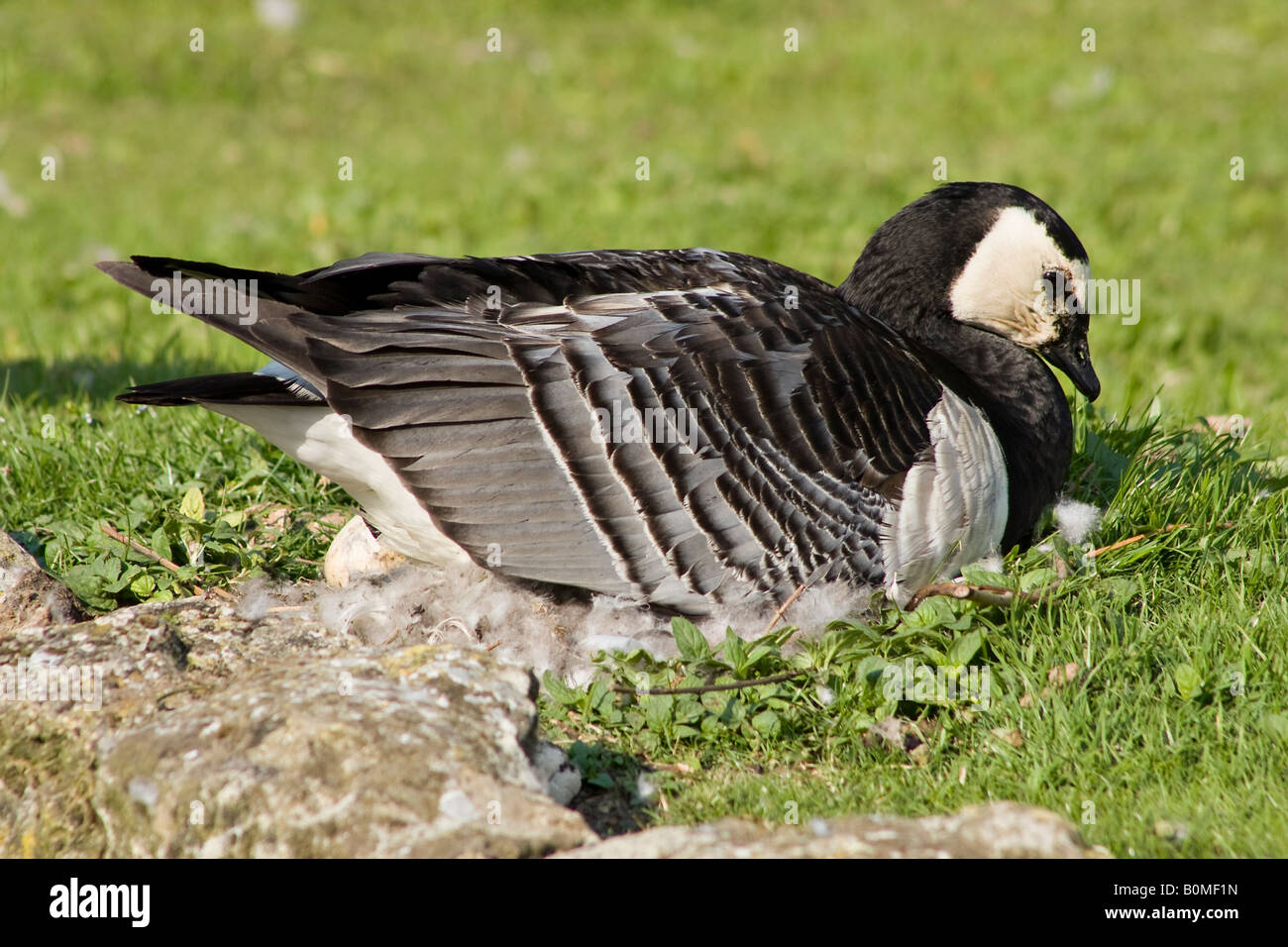 An adult female Barnacle Goose (Branta leucopsis) sitting on her eggs ...