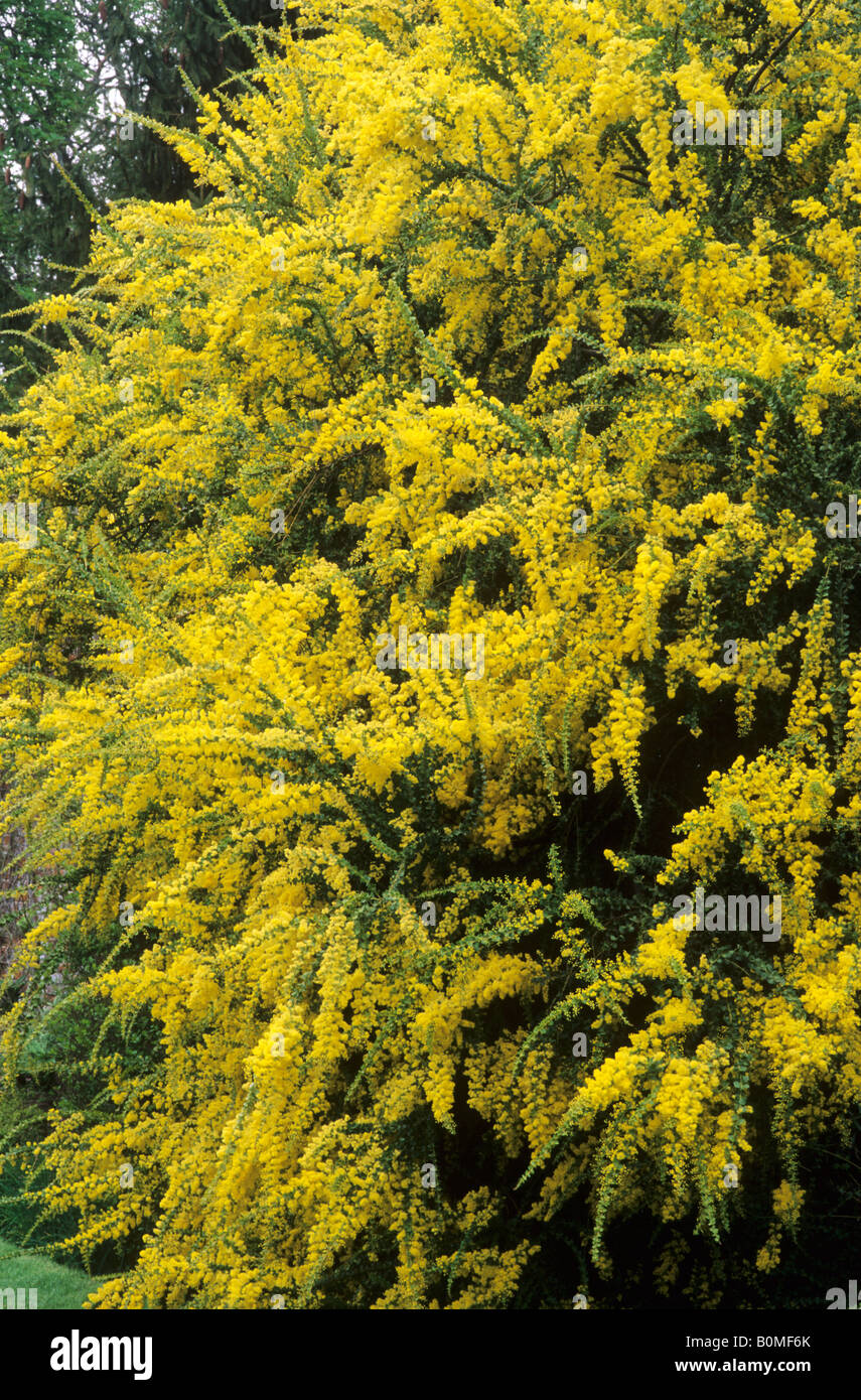 Acacia pravissima aromatic scented shrub yellow flowers garden plant ...
