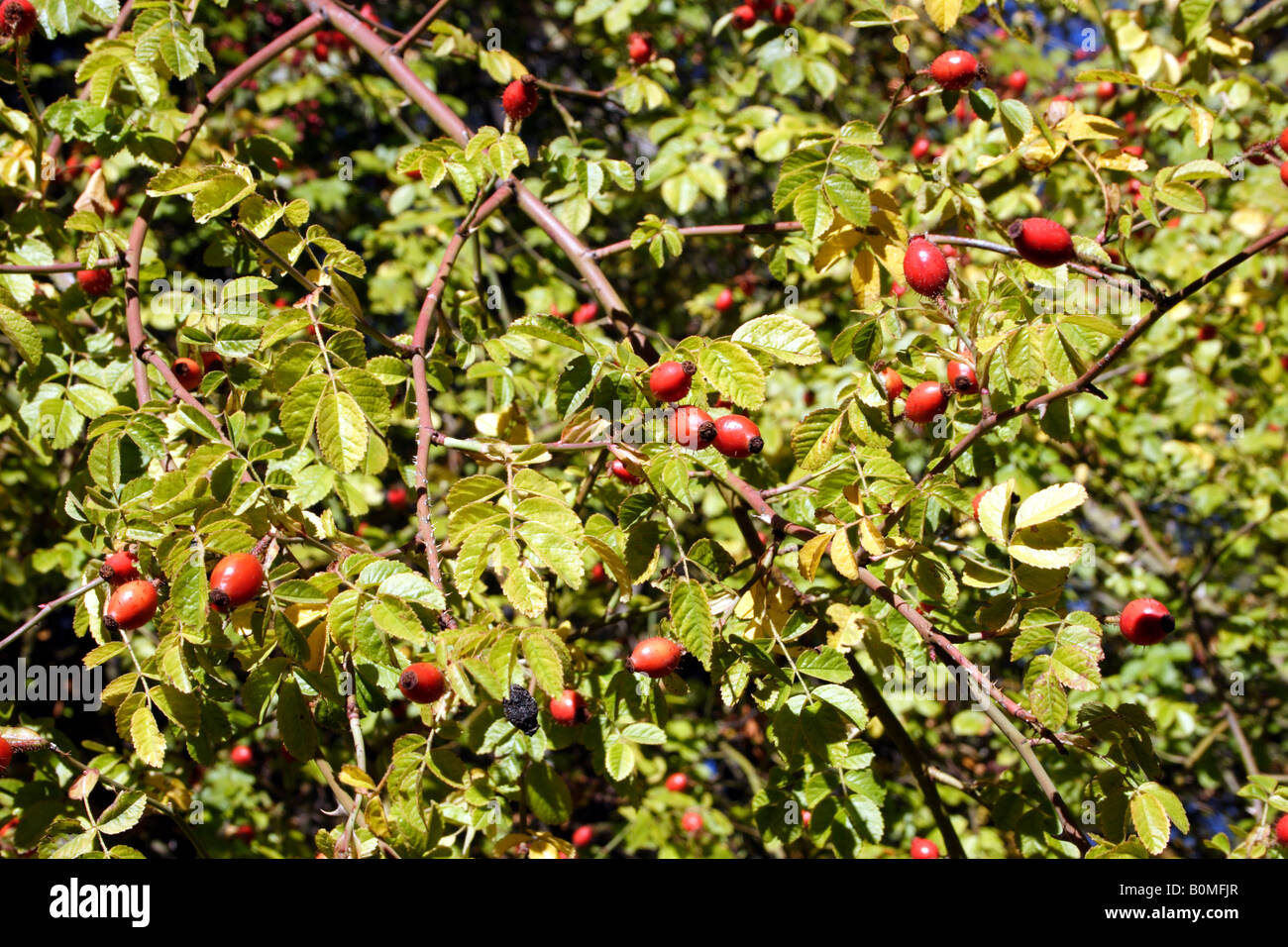 Eglantine rose rosa eglanteria hi-res stock photography and images - Alamy