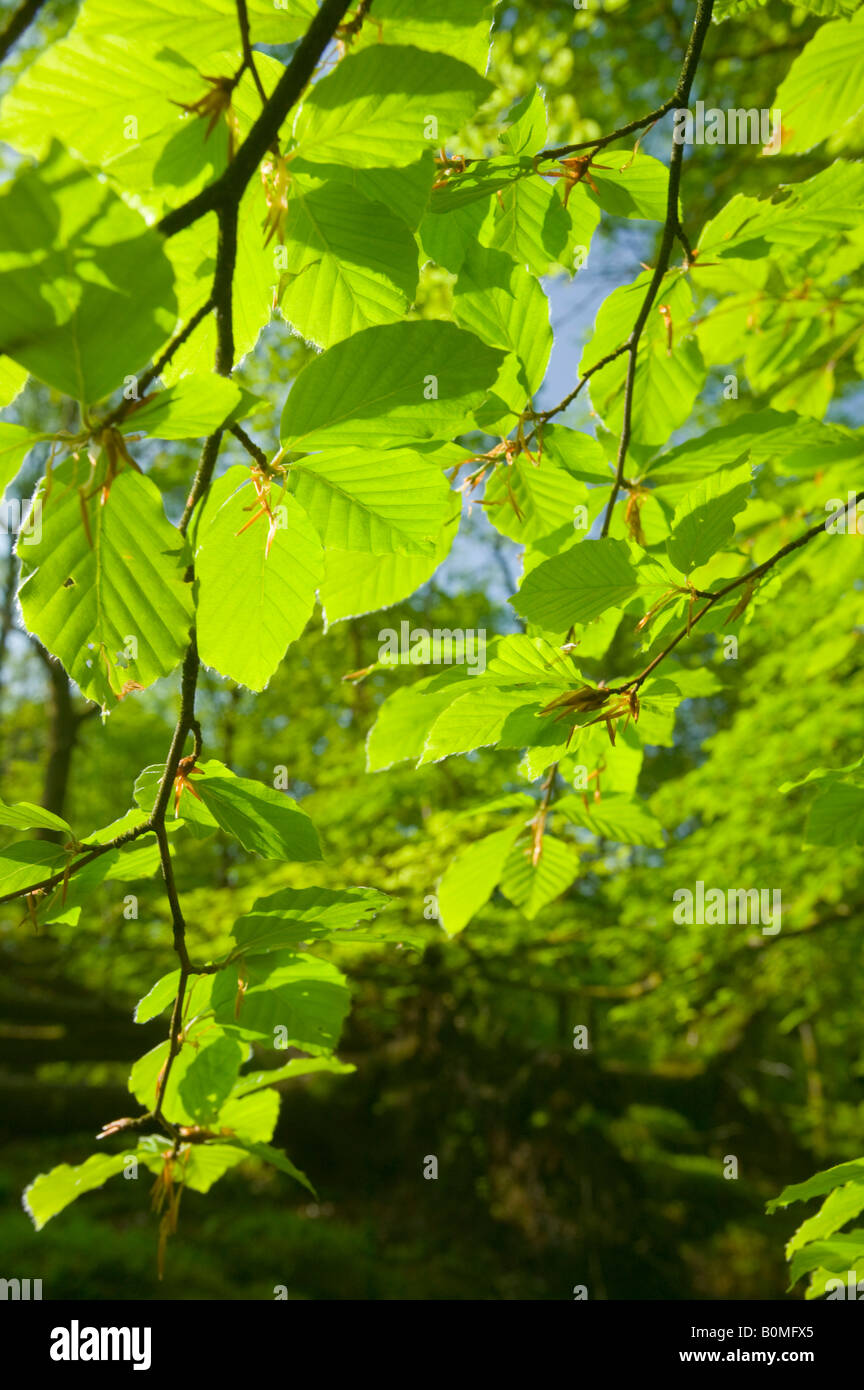 Tree leaves unfurl uk spring hi-res stock photography and images - Alamy