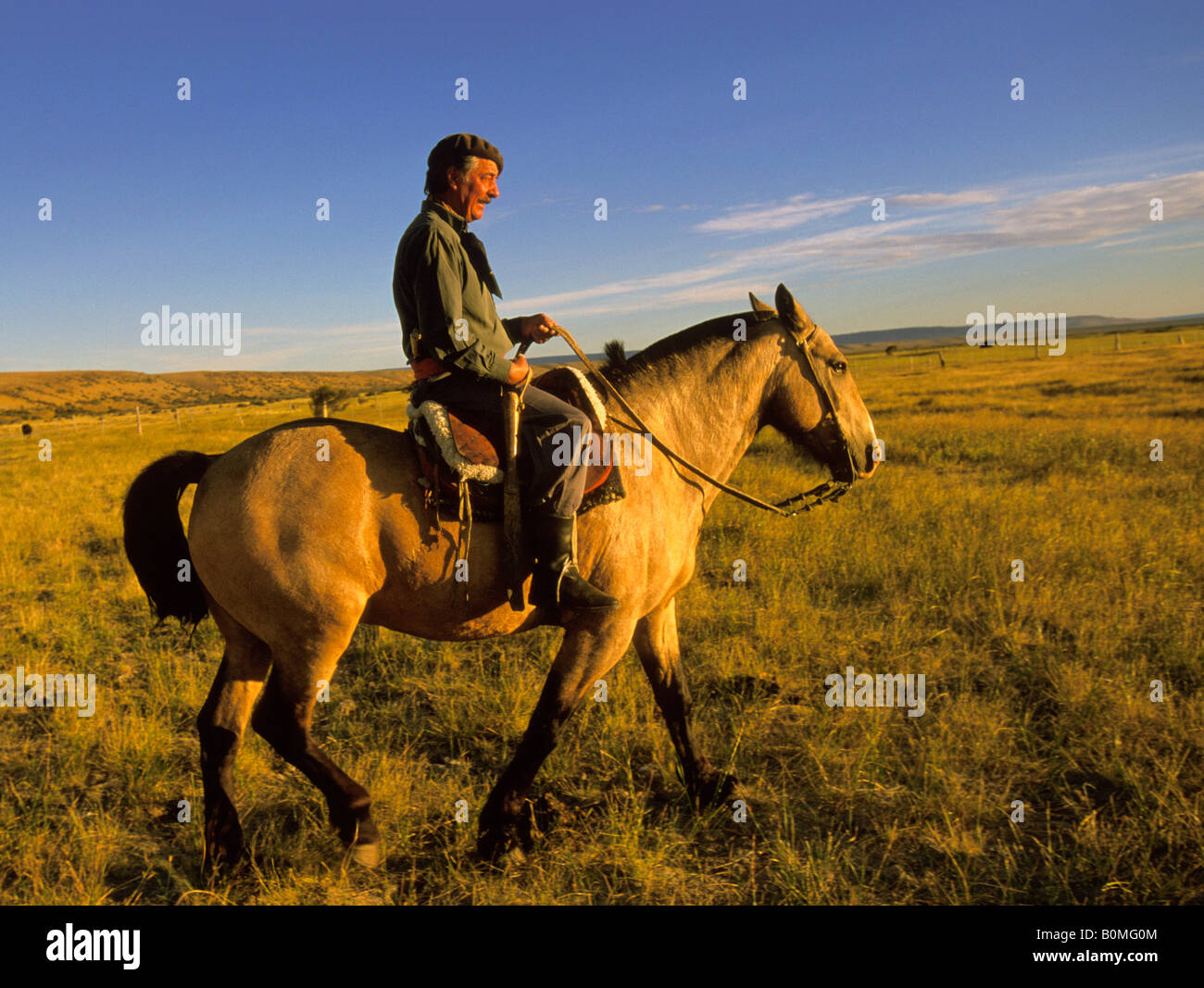 Sheep ranch patagonia hi-res stock photography and images - Alamy