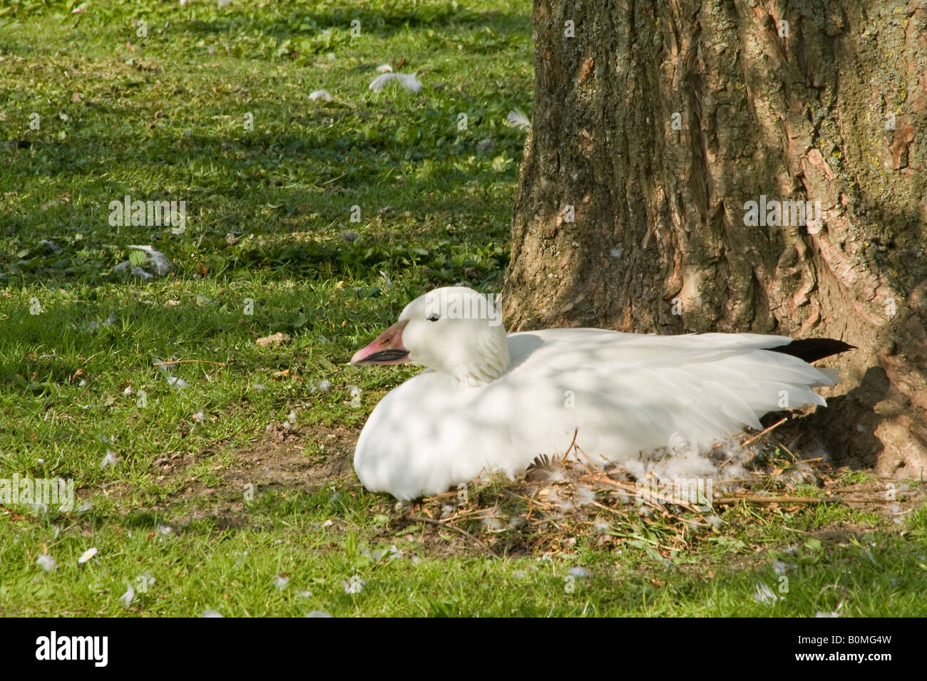 Snow goose (Anser caerulescens) sitting on her nest in Spring Stock ...