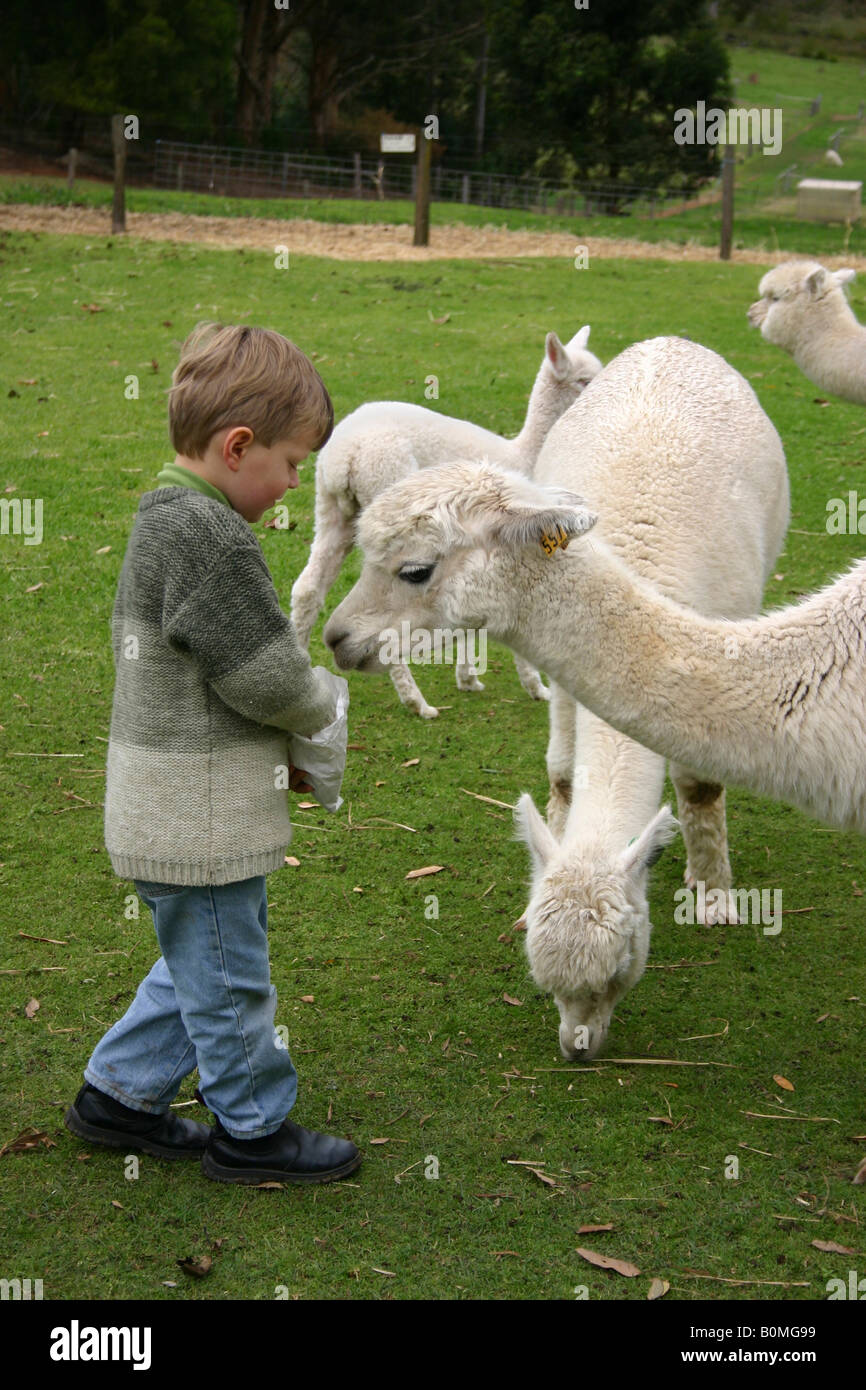 A boy feeding Alpacas Stock Photo - Alamy