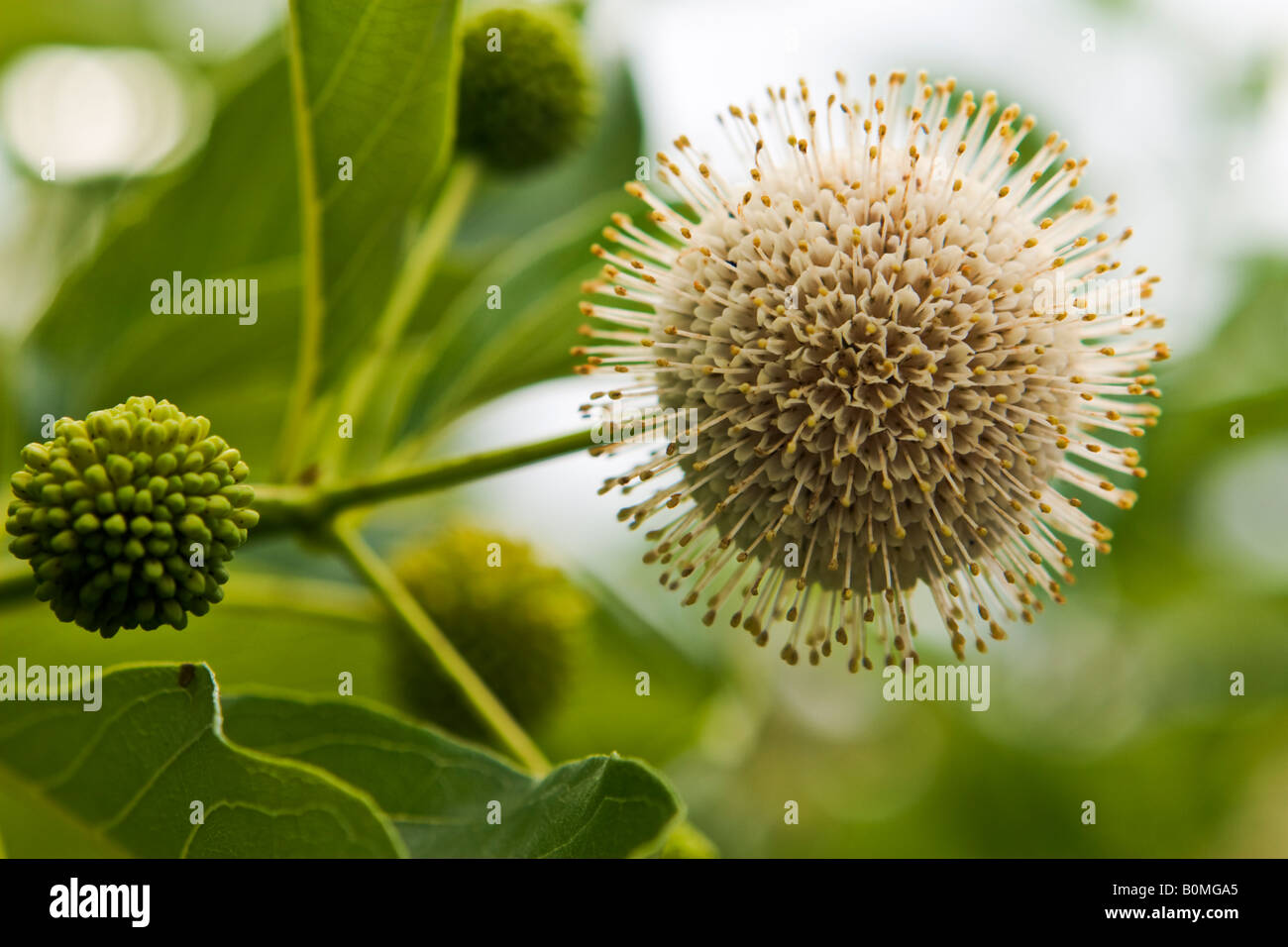 Buttonbush hi-res stock photography and images - Alamy